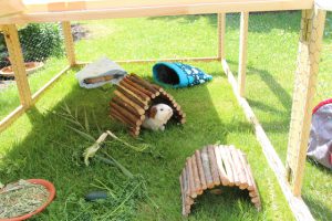 Freilauf Fr Meerschweinchen
