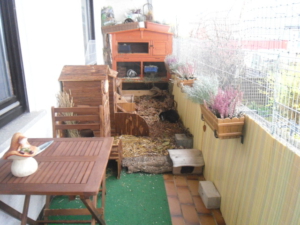 Meerschweinchen Auf Dem Balkon