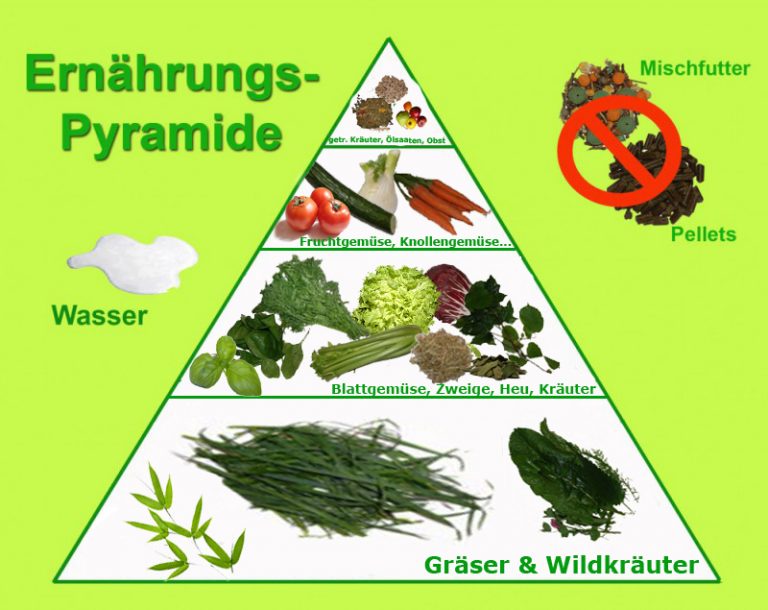 Krankenpflege & Medikamente eingeben – Meerschweinchen-Info