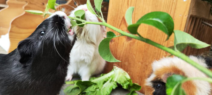 So fütterst du dein Meerschweinchen richtig – Experten-Futterplan ...