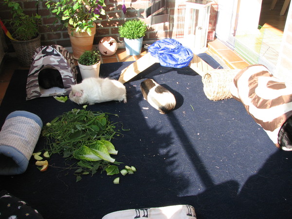Meerschweinchen Auf Dem Balkon
