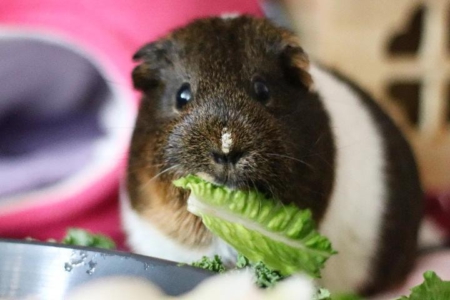 Milben, Zecken, Flöhe & Co. – Meerschweinchen-Info