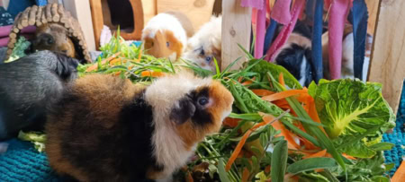 So fütterst du dein Meerschweinchen richtig – Experten-Futterplan ...