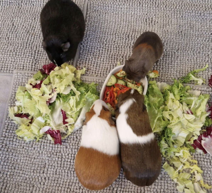 So fütterst du dein Meerschweinchen richtig – Experten-Futterplan ...