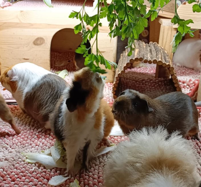 So fütterst du dein Meerschweinchen richtig – Experten-Futterplan ...