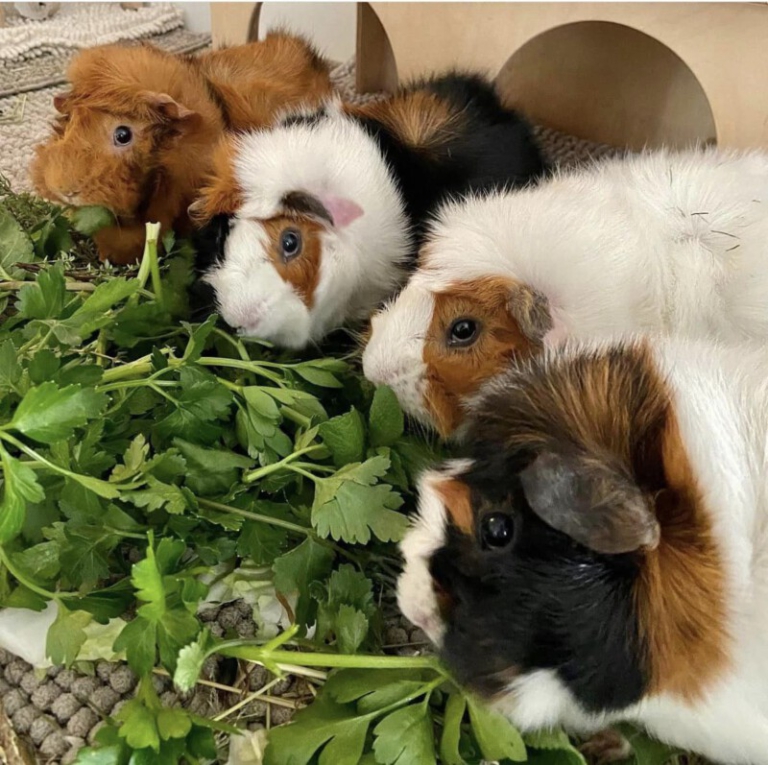 So fütterst du dein Meerschweinchen richtig – Experten-Futterplan ...