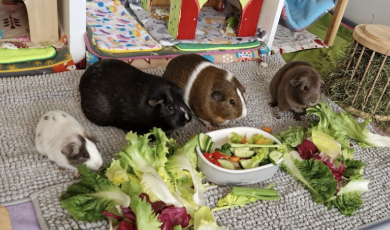 So fütterst du dein Meerschweinchen richtig – Experten-Futterplan ...