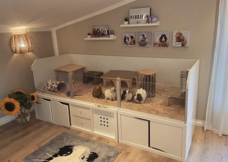 Wohnungsgehege bauen – Meerschweinchen-Info