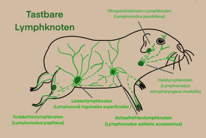 Meerschweinchen-Leukose – Meerschweinchen-Info